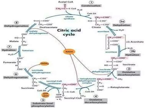 Tca And Glyoxylate Cycle Ppt