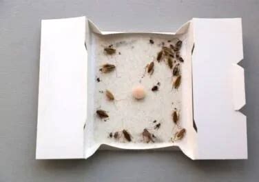 How To Use Glue Traps For Bed Bugs Is It A Good Idea Budget