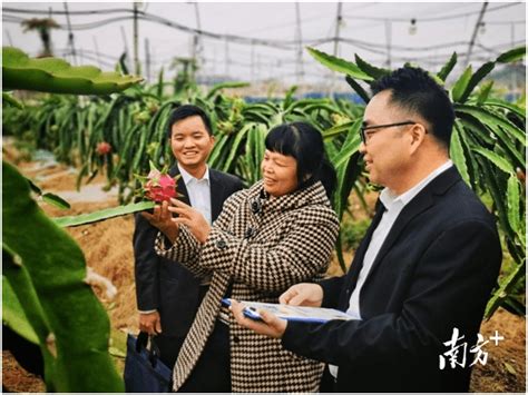 邮储银行阳江市分行：探索创新信贷产品，以金融之力“贷”动乡村振兴贷款服务农业