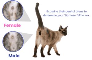 Male Vs Female Siamese Cats Whats The Difference