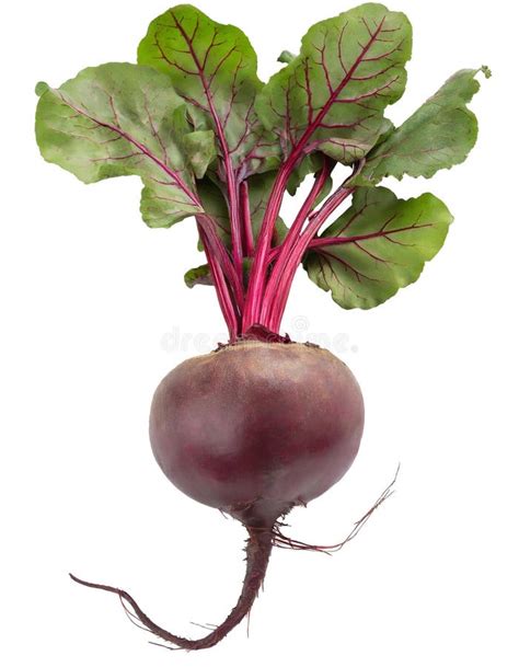 Beetroot With Leaves Isolated On White Background Fresh Beetroot