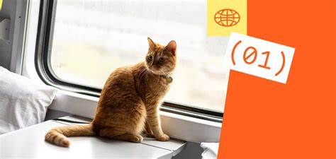 Парень за два года объехал весь мир с двумя котами