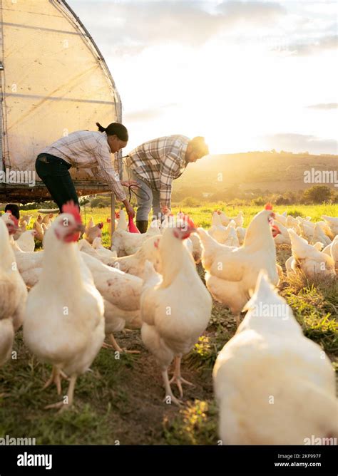 Chicken Poultry And Man With Woman Farming Livestock And Feeding