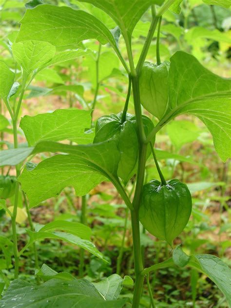 기타 꽈리 기타 생물종 Bric