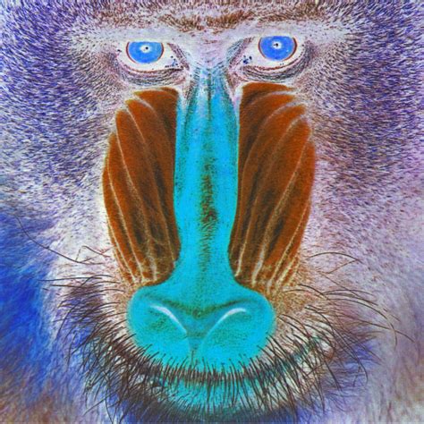 Github Pepodevimage Processing Code Lab Code In Lab Image Processing Class 😫😫