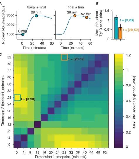 Materials And Methods Sensing Relative Signal In The Tgf β Smad Pathway