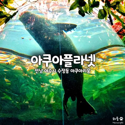 여수 아쿠아플라넷 아쿠아리움 실내데이트 관람시간 가격 할인 네이버 블로그