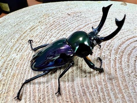 Yahoo オークション ニジイロクワガタ 光王紫累代品ペア♂52mm♀35mmb