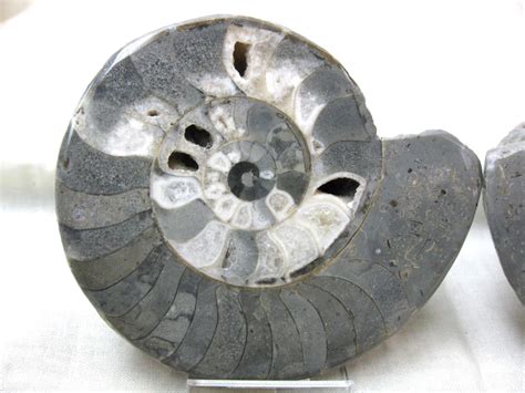 Indonesia Fossil Ammonite 2 Fossils For Sale