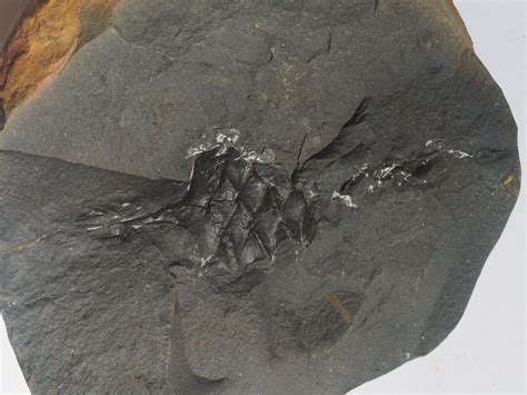 Palaeoxyris Corrugata Lesquereux 1870 Member Collections The Fossil Forum