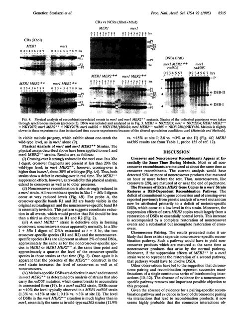 Crossover And Noncrossover Recombination During Meiosis Timing And Pathway Relationships Pmc