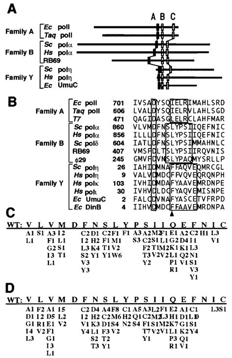 Dna Polymerase Motif A A Conserved Motifs A B And C Are Download Scientific Diagram