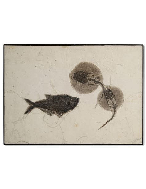 A Large Fossil Plaque With Mating Stingray Specimens Green River