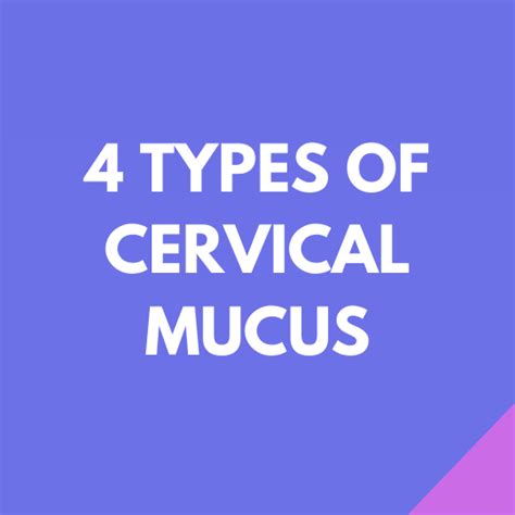 Least To Most Fertile The Four Types Of Cervical Mucus Storkacademy Nbkomputer