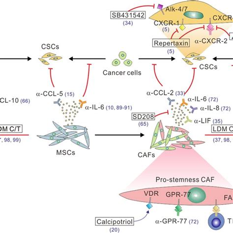 The Pro Stemness Functions Of Cafs And Tumor Infiltrating Mscs Linked