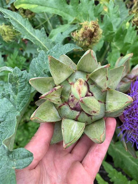 Conoce A Emma Muncaster De Ontario Canadá El Horticultor