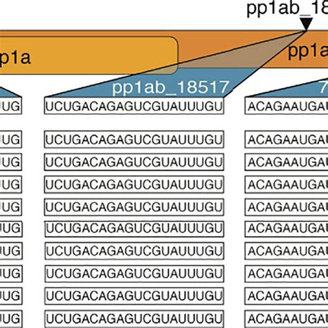 Lead SiRNA Compounds Target All Current SARS CoV 2 Variants Of Clinical