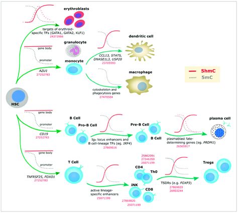 5 Hydroxymethylcytosine Dynamics During Blood Cell Differentiation