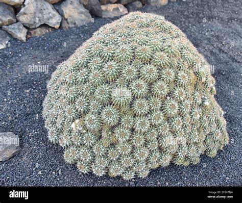 A Clumping Globular Cactus Forming A Mound Up To 1 Metre Wide Its Curved Spines Were