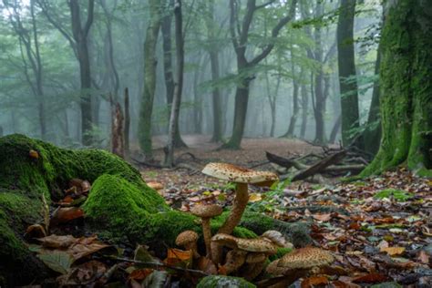 Photographing Mushrooms In Their Natural World PetaPixel