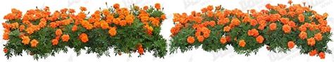 Photoshop Flower Psd File Psd Free Download