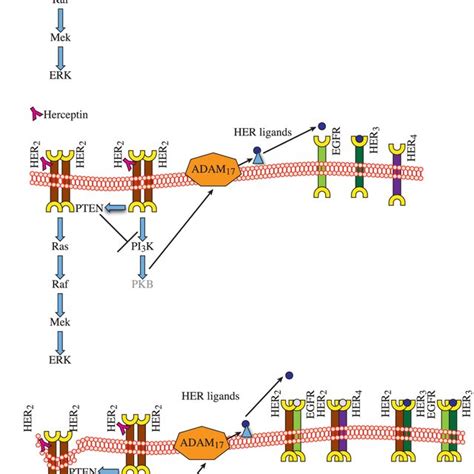 The Proposed Model Of Acquired Resistance To Herceptin In Download