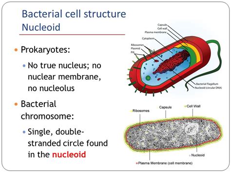 Bacteria Cells