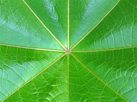 Gren Leaf Natural Texture Pattern Photo Background And Picture For Free