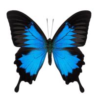 Melanie Tonia Evans - Narcissistic Abuse Recovery