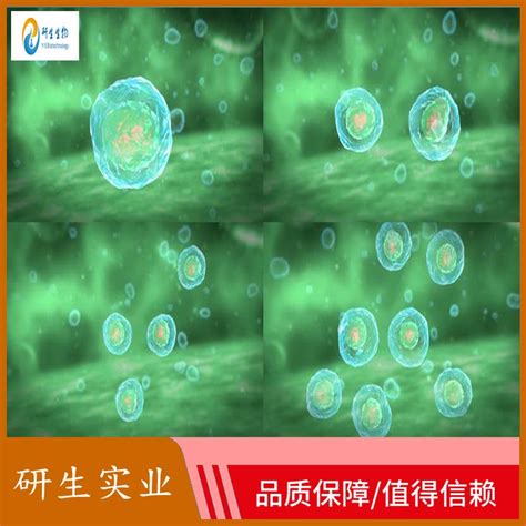 Hmc3 人小胶质细胞活性强仅供科研研究使用