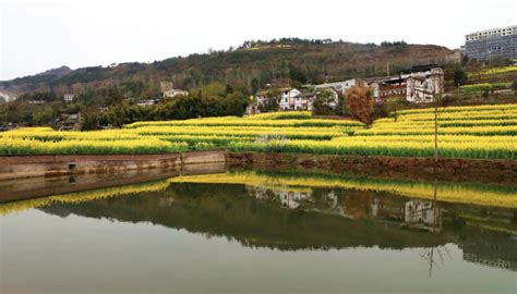 栖霞油菜花油菜花的花语第5页大山谷图库