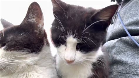 うっち猫散歩🐈‍⬛ 【猫島】足の上に乗りに来たハチワレをナデナデ