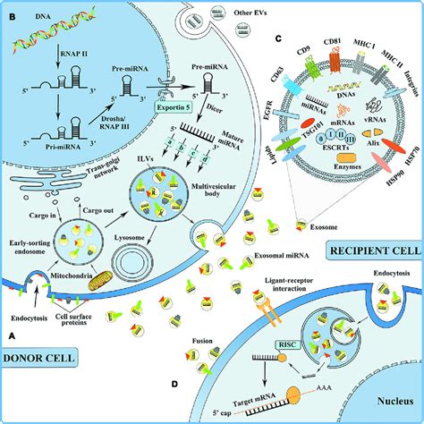 A Exosome Biogenesis Evs Extracellular Vesicles B Mirna Download Scientific Diagram