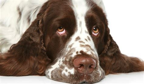 Springer Spaniel Growth Chart Size And Weight Chart