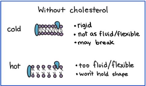 Biology Evolution And Cellular Basics 06 Flashcards Quizlet