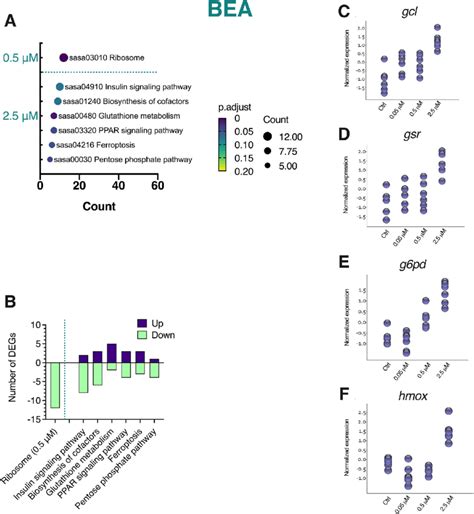 KEGG Pathway Enrichment Analysis Of Differentially Expressed Gene DEG