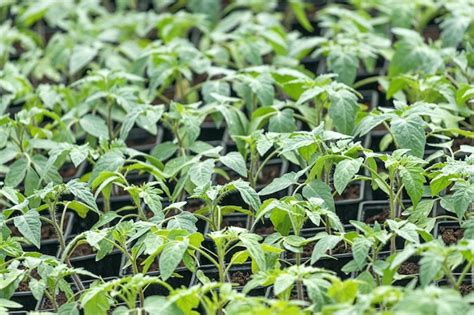Premium Photo Tomato Seedlings Young Foliage Of Tomato