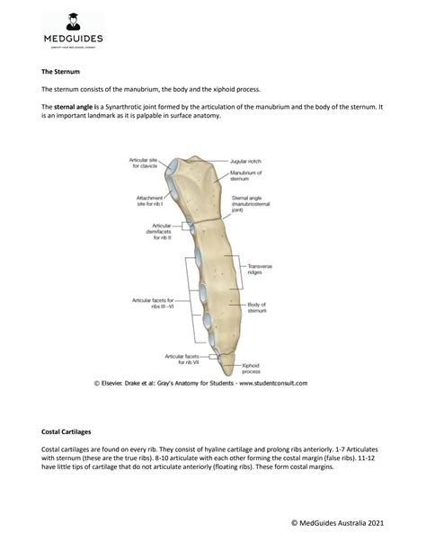 Solution Thoracic Anatomy Medical School Year 2 Studypool