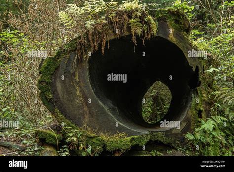 Empty Tree Trunk Of Old Fallen Wood Lying Deep In The Forest Covered