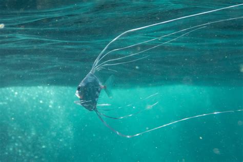 イトヒキアジの特徴分布生態写真をご紹介します目に見えるいきもの図鑑