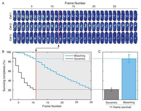 Figures And Data In Transcription Leads To Pervasive Replisome Instability In Bacteria Elife