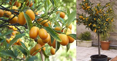 Kumquat Tree Care And Growing Balcony Garden Web