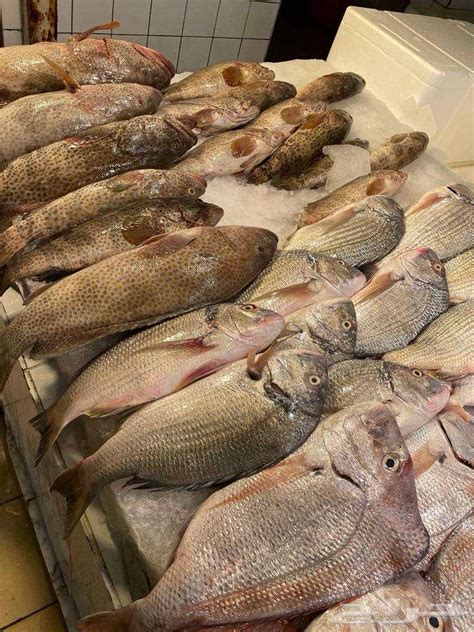 للبيع سمك وروبيان موقع حراج