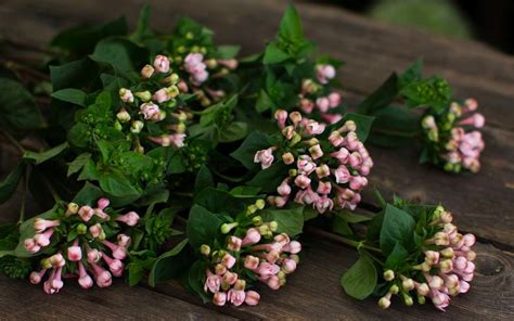 Бувардия (Bouvardia, Rubiaceae) - описание, виды, фото, уход, пересадка ...