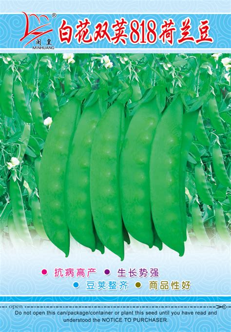 白花双荚818荷兰豆 福州闽皇种业有限公司