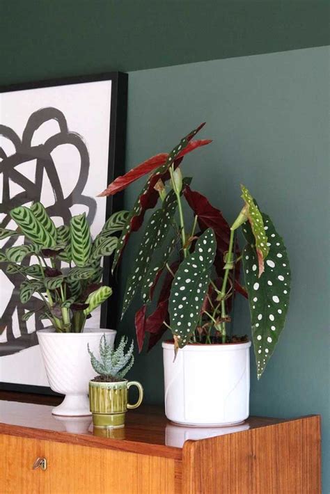 Begônia Como Cuidar Plantar Tipos E Dicas De Decoração Planta De