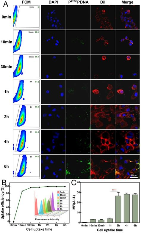 A Hlecs Cell Uptake Of P Fitc Pdna Gene Nanoparticles At Different