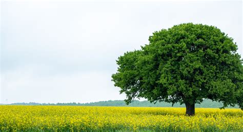 무료 이미지 퐁 자연 경관 People In Nature 유채 들 캐놀라 목초지 나무 녹색 노랑 하늘