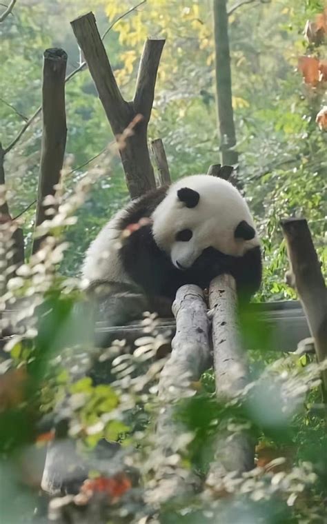 分享一波大熊猫和花的美图