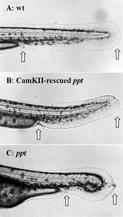 Activated Camkii Suppresses The Wnt 5ppt−− Tail Defect Tail